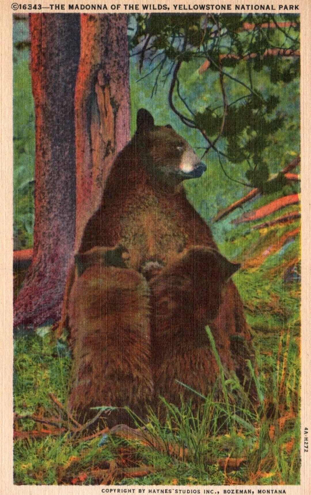 Vintage Postcard, Black Bears, Yellowstone, Mother Grizzly Bear, Bear ...