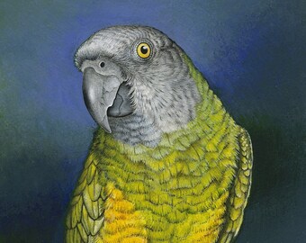 Senegal Parrot Art | Etsy
