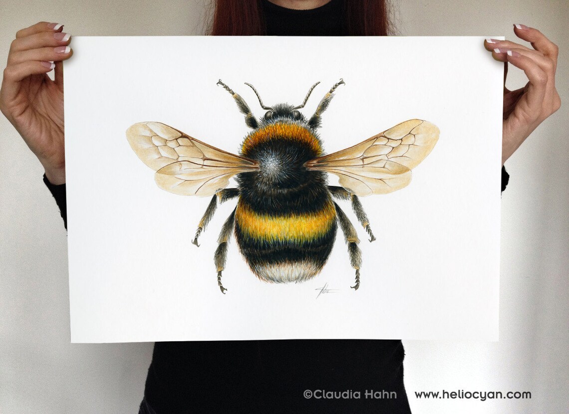 Print, Bumble-bee Fine Art Poster, Hand Painted Insect, Home Decor - Etsy