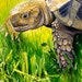 Tortoise Turtle Art PRINT Reptile Lovers Gift Ninja Turtle by Claudia ...