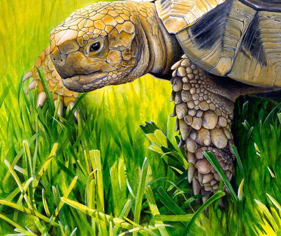 Tortoise Turtle Art PRINT Reptile Lovers Gift Ninja Turtle by Claudia ...
