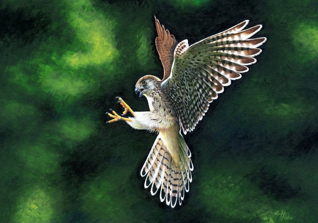 A4 PRINT 'the Kestrel' - Etsy