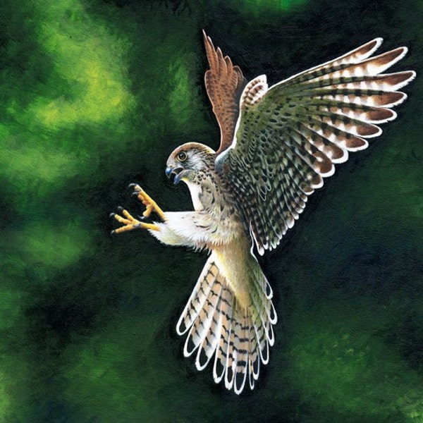 Kestrel Feathers - Etsy