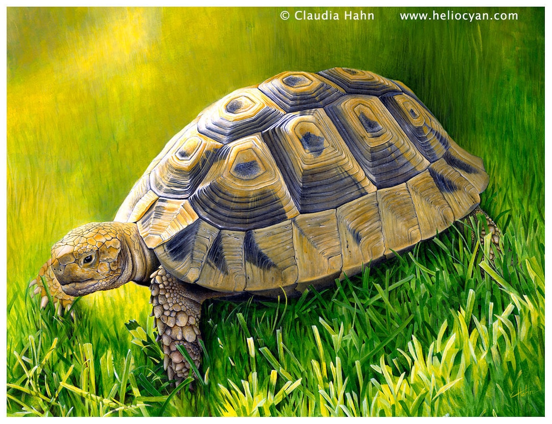 Tortoise Turtle Art PRINT Reptile Lovers Gift Ninja Turtle by Claudia ...