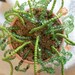 Handmade Beaded Plant | Forever Plant | Boho Room Decor | Unique Gift ...