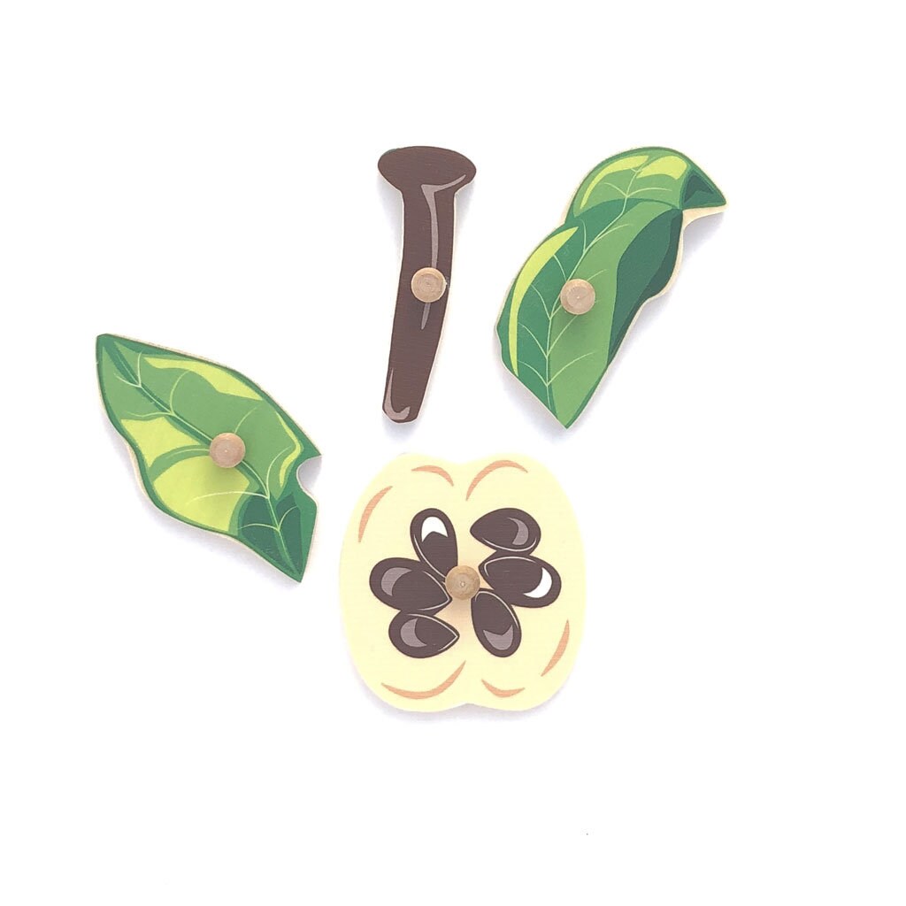 Montessori Red Apple Wooden Puzzle AND Apple Anatomy Printable 3 Part ...