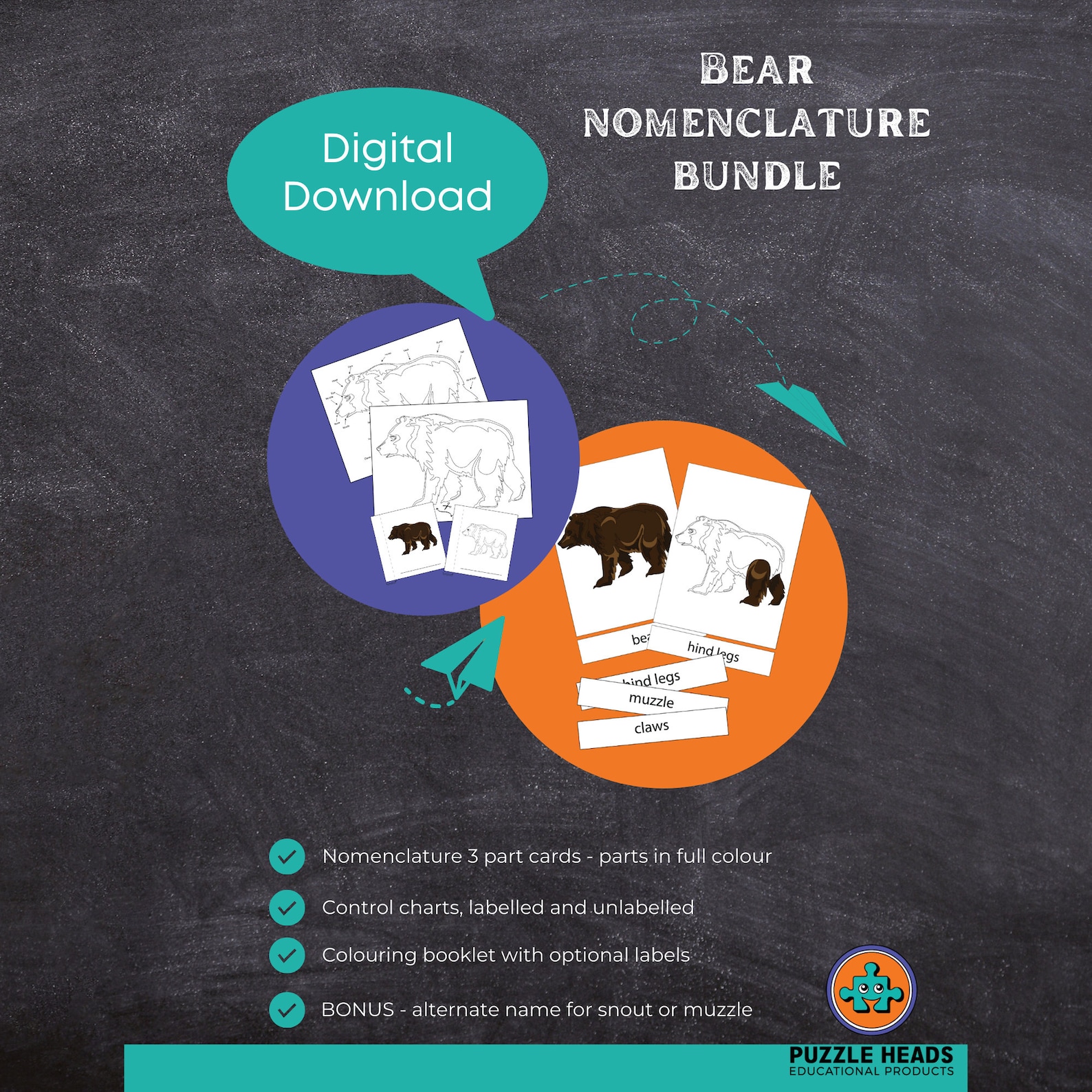 Parts of a Bear Anatomy Printable Download Worksheets 3 Part Cards - Etsy