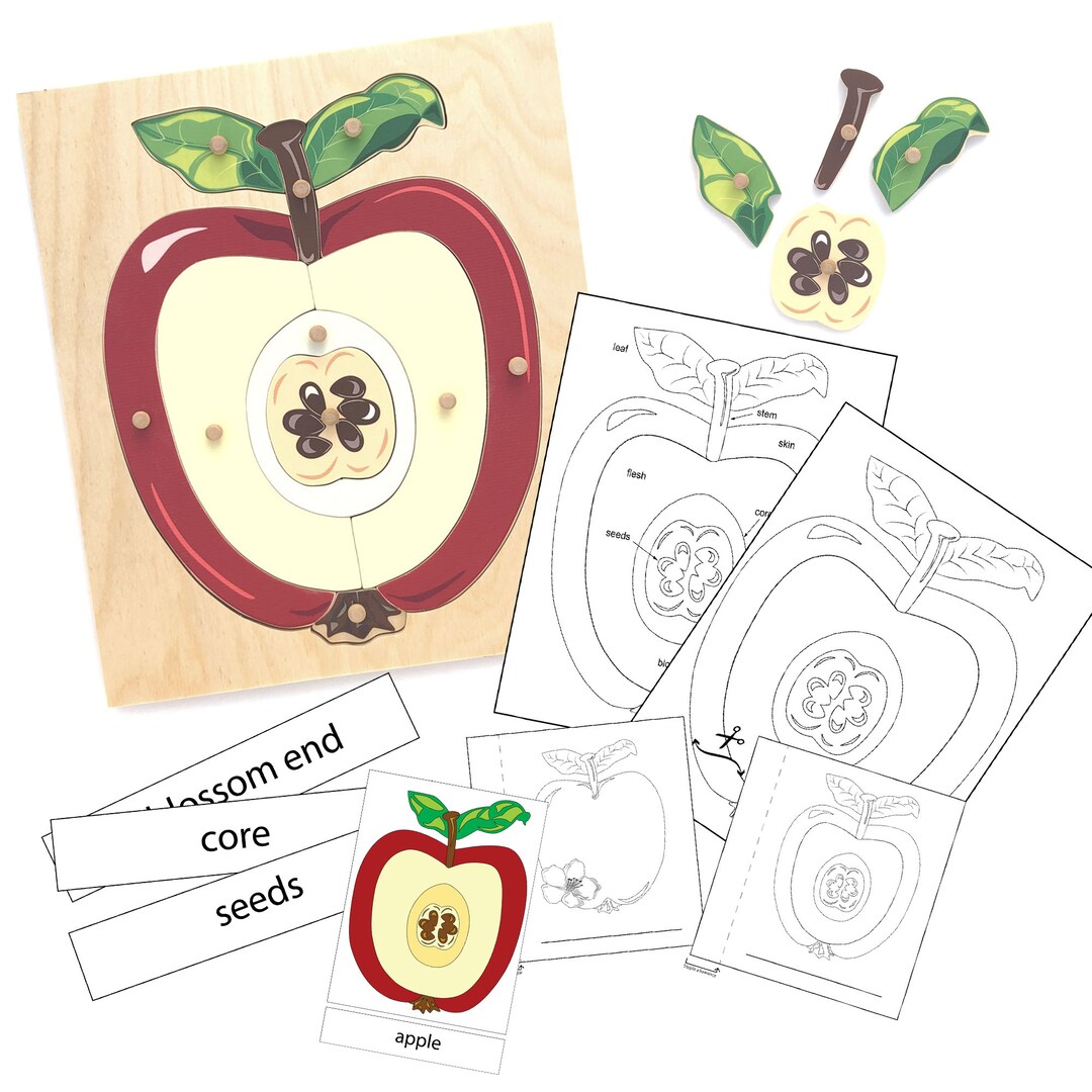 Montessori Red Apple Wooden Puzzle AND Apple Anatomy Printable - Etsy