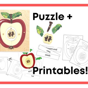 Montessori Red Apple Wooden Puzzle AND Apple Anatomy Printable 3 Part ...