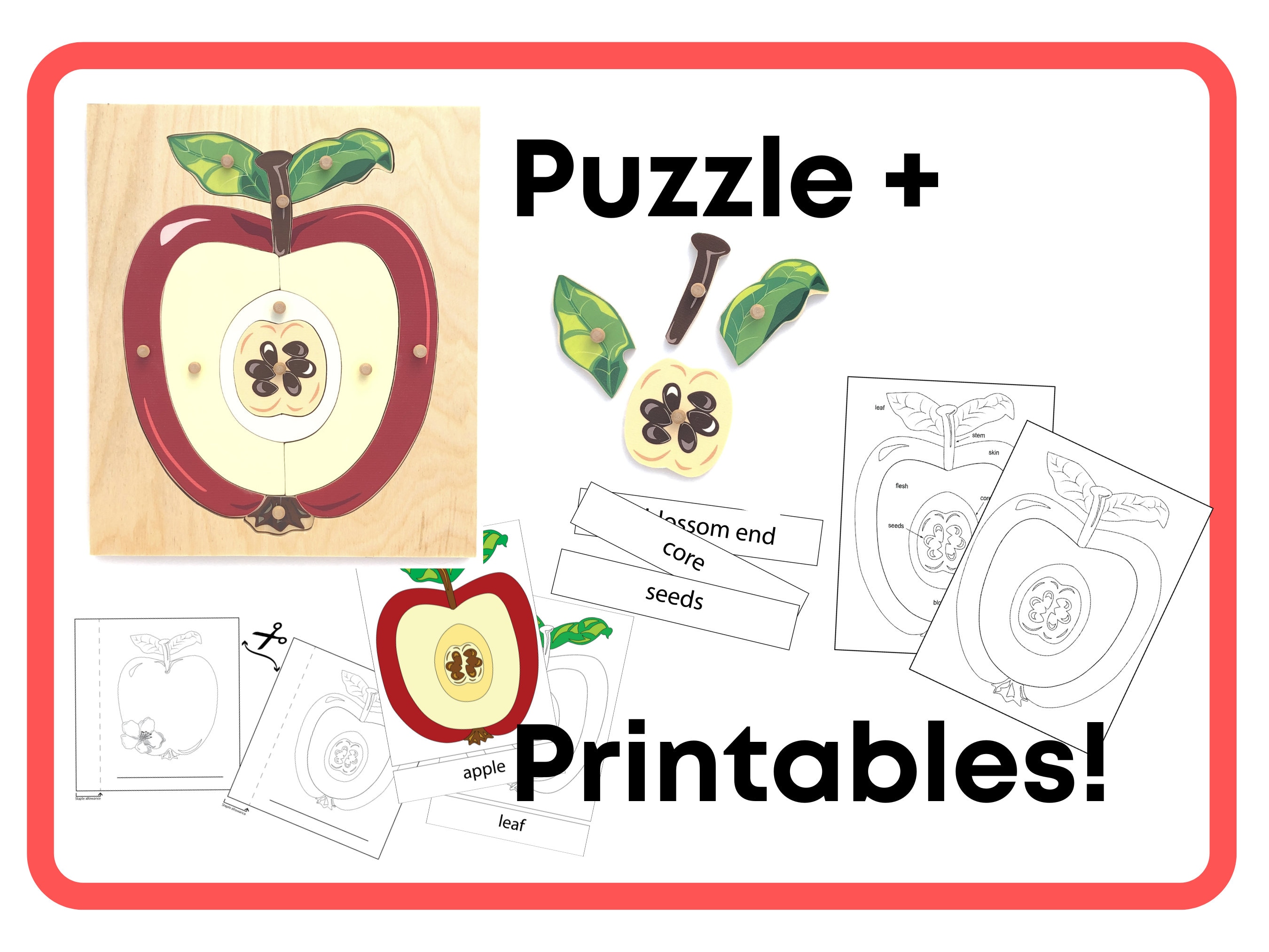 Montessori Red Apple Wooden Puzzle AND Apple Anatomy Printable 3 Part ...