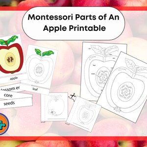 Parts of a Red Apple Printable 3 Part Cards Unity Study Montessori Fall ...