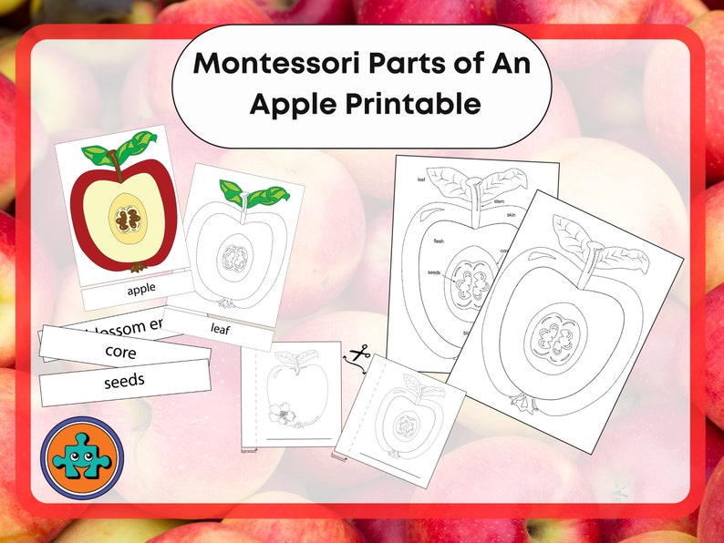 Parts of a Red Apple Printable 3 Part Cards Unity Study Montessori Fall ...