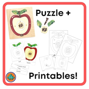 Montessori Red Apple Wooden Puzzle AND Apple Anatomy Printable 3 Part ...