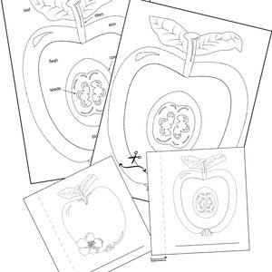 Montessori Red Apple Wooden Puzzle AND Apple Anatomy Printable 3 Part ...