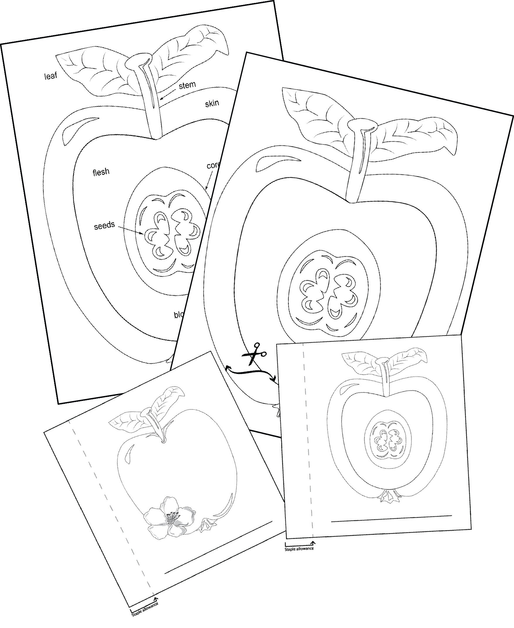 Montessori Red Apple Wooden Puzzle AND Apple Anatomy Printable 3 Part ...