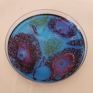 Realistic Virus/bacteria Petri Dish by Dead Head Props, Halloween ...