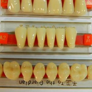HALLOWEEN PROP Full Set of Dental Quality Human Resin Teeth for Prop ...
