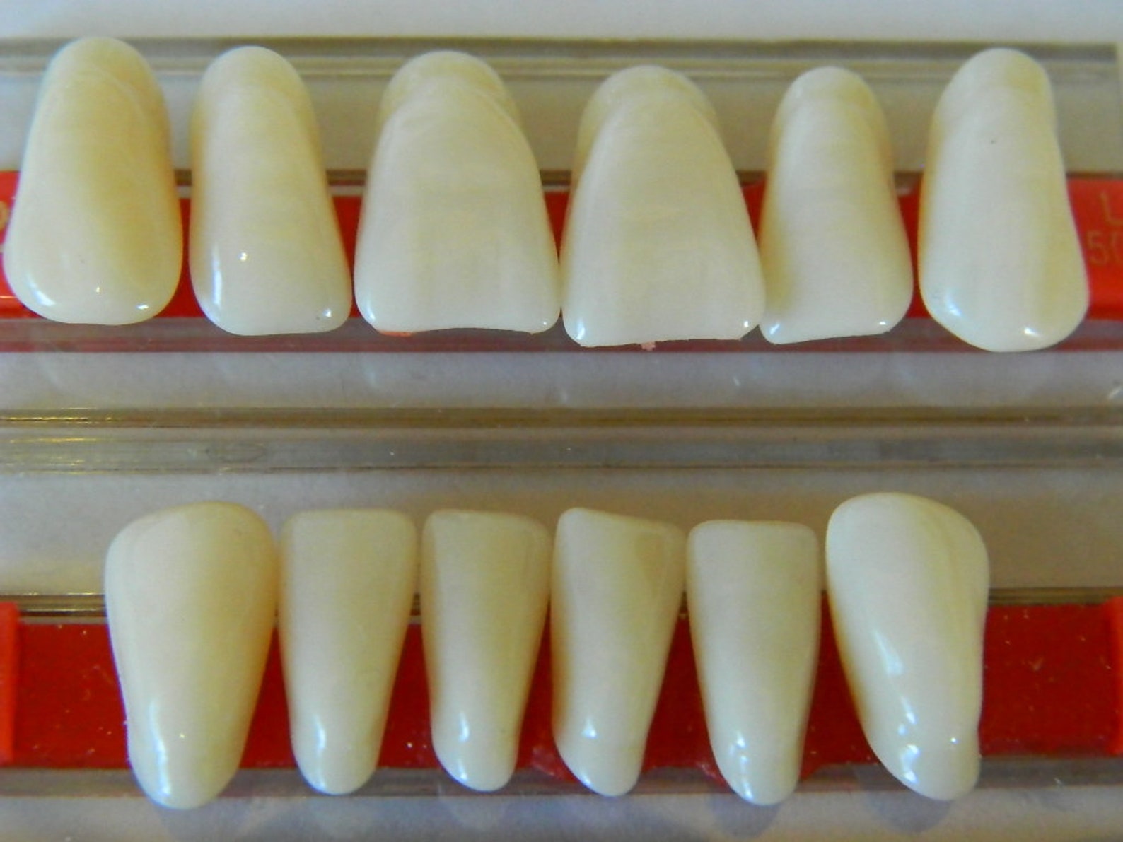 Halloween Horror Prop - Life Size Realistic Resin Full Mouth Set of ...