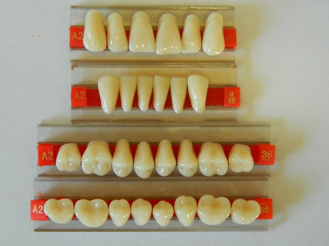 Halloween Horror Prop - Life Size Realistic Resin Full Mouth Set of ...