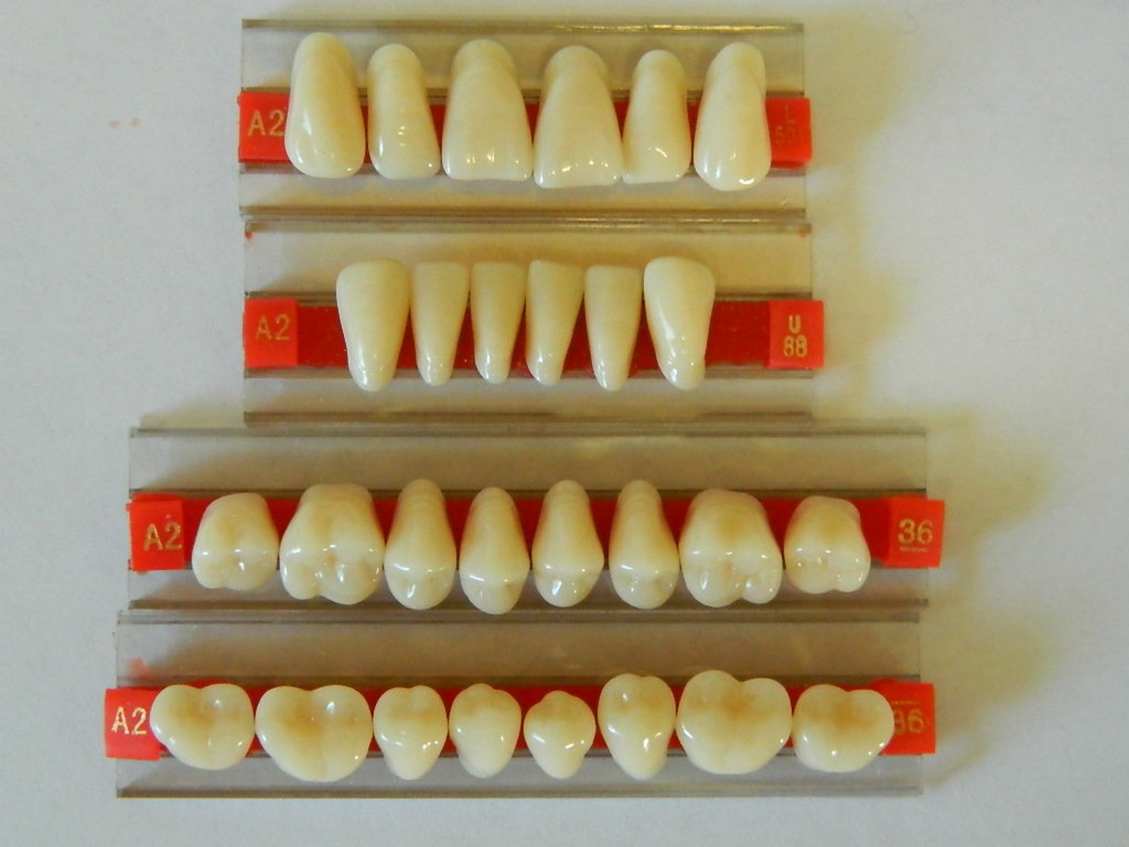 Halloween Horror Prop - Life Size Realistic Resin Full Mouth Set of ...