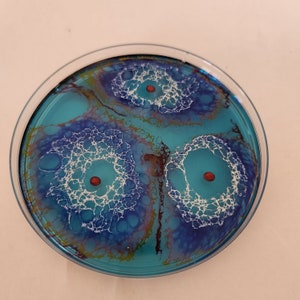 Realistic Virus/bacteria Petri Dish by Dead Head Props, Halloween ...