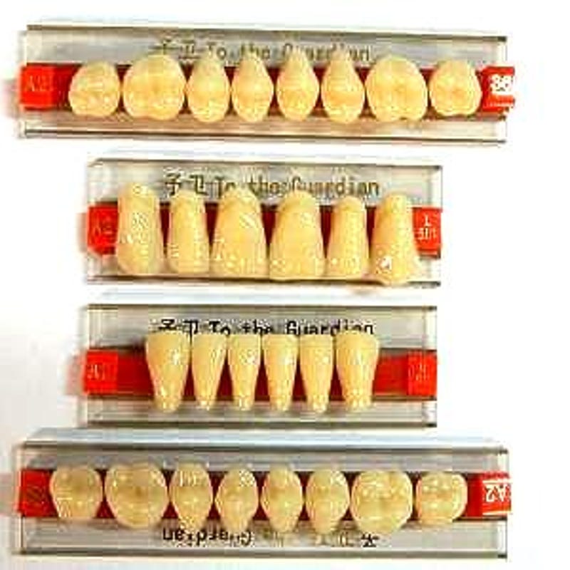 Human Teeth Prop - Etsy