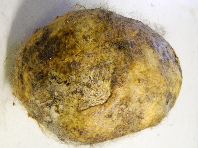 Halloween Horror Prop Life Size Realistic the Sleeper Skull - Etsy