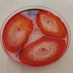 Realistic Virus/bacteria Petri Dish by Dead Head Props, Halloween ...