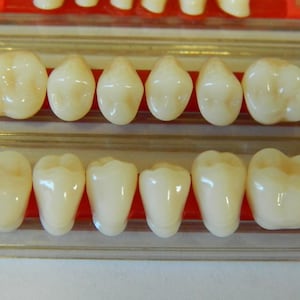 Halloween Horror Prop - Life Size Realistic Resin Full Mouth Set of ...