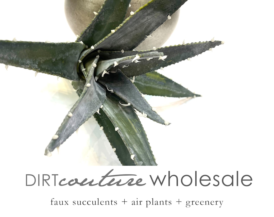 Gray Aloe, Faux Aloe, Starfish Aloe, Starfish Succulent, Spiky ...