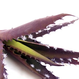 Purple Aloe, Faux Aloe, Starfish Aloe, Starfish Succulent, Purple ...