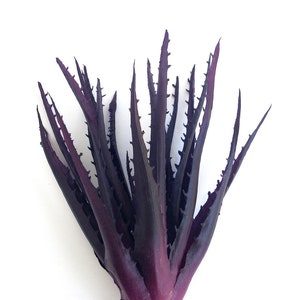 Purple Aloe, Faux Aloe, Starfish Aloe, Starfish Succulent, Purple ...