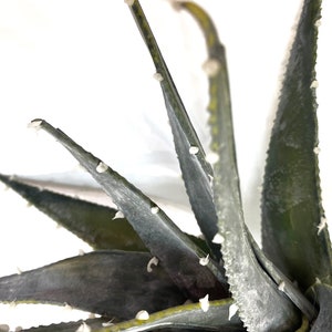 Gray Aloe Faux Aloe Starfish Aloe Starfish Succulent Spiky | Etsy