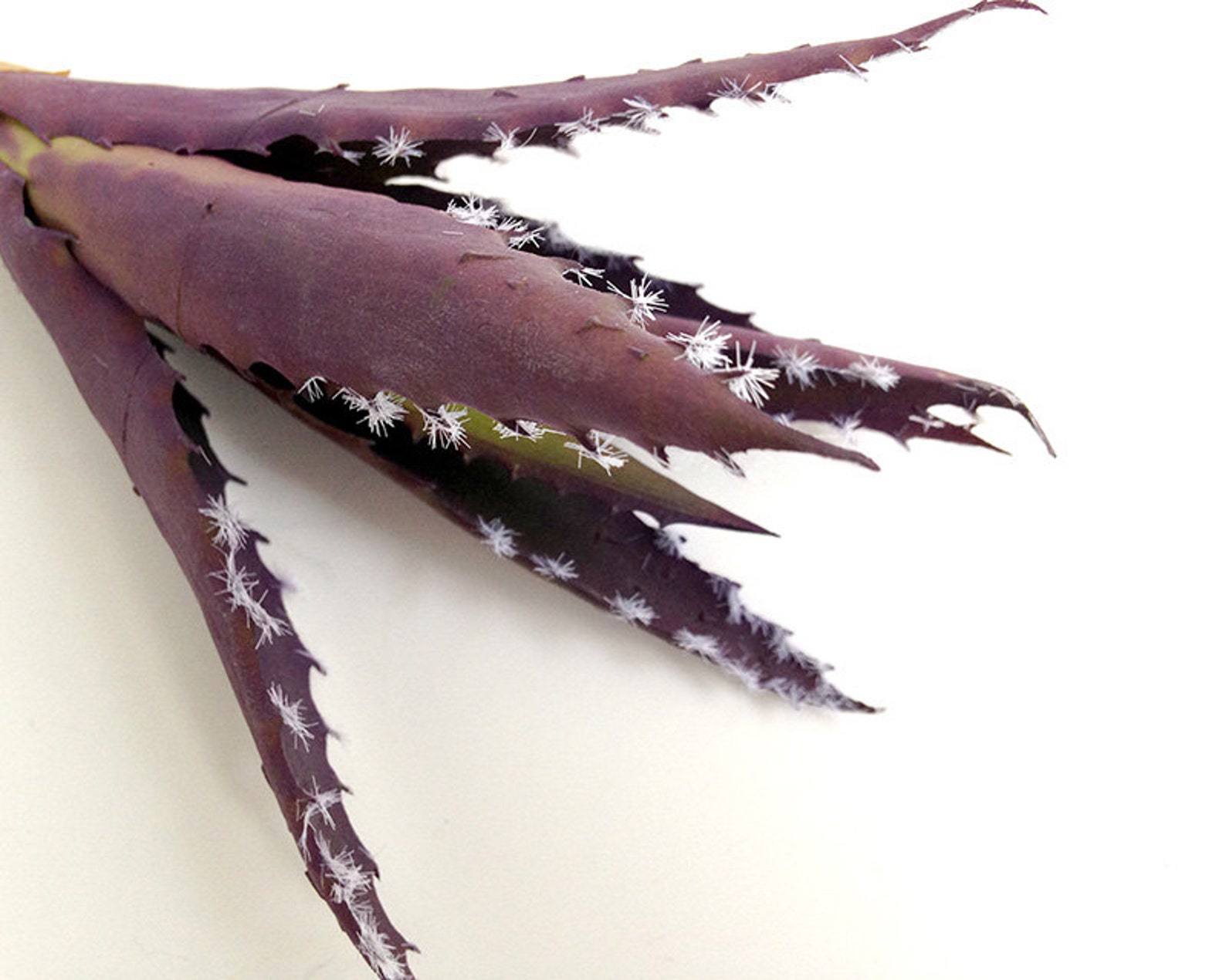 Purple Aloe Faux Aloe Starfish Aloe Starfish Succulent - Etsy