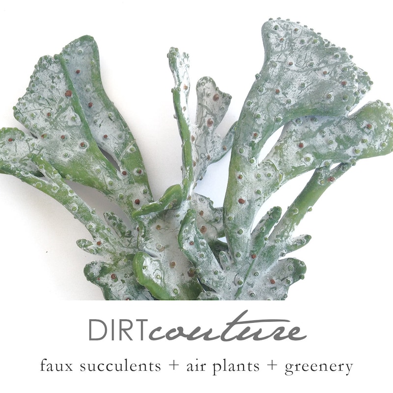 Silver Succulent - Etsy