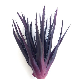 Purple Aloe, Faux Aloe, Starfish Aloe, Starfish Succulent, Purple ...