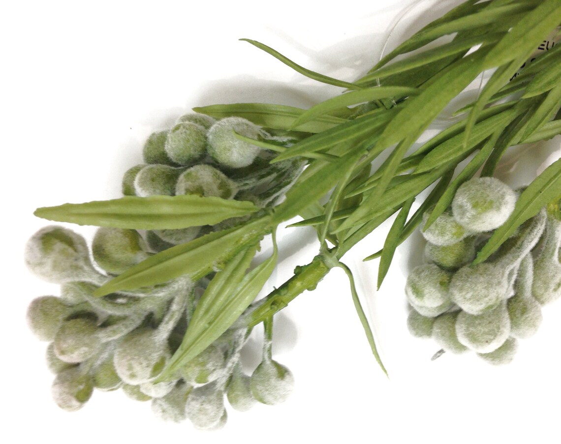 Berzelia Coffee Bush Leucadendron berry spray green seed | Etsy