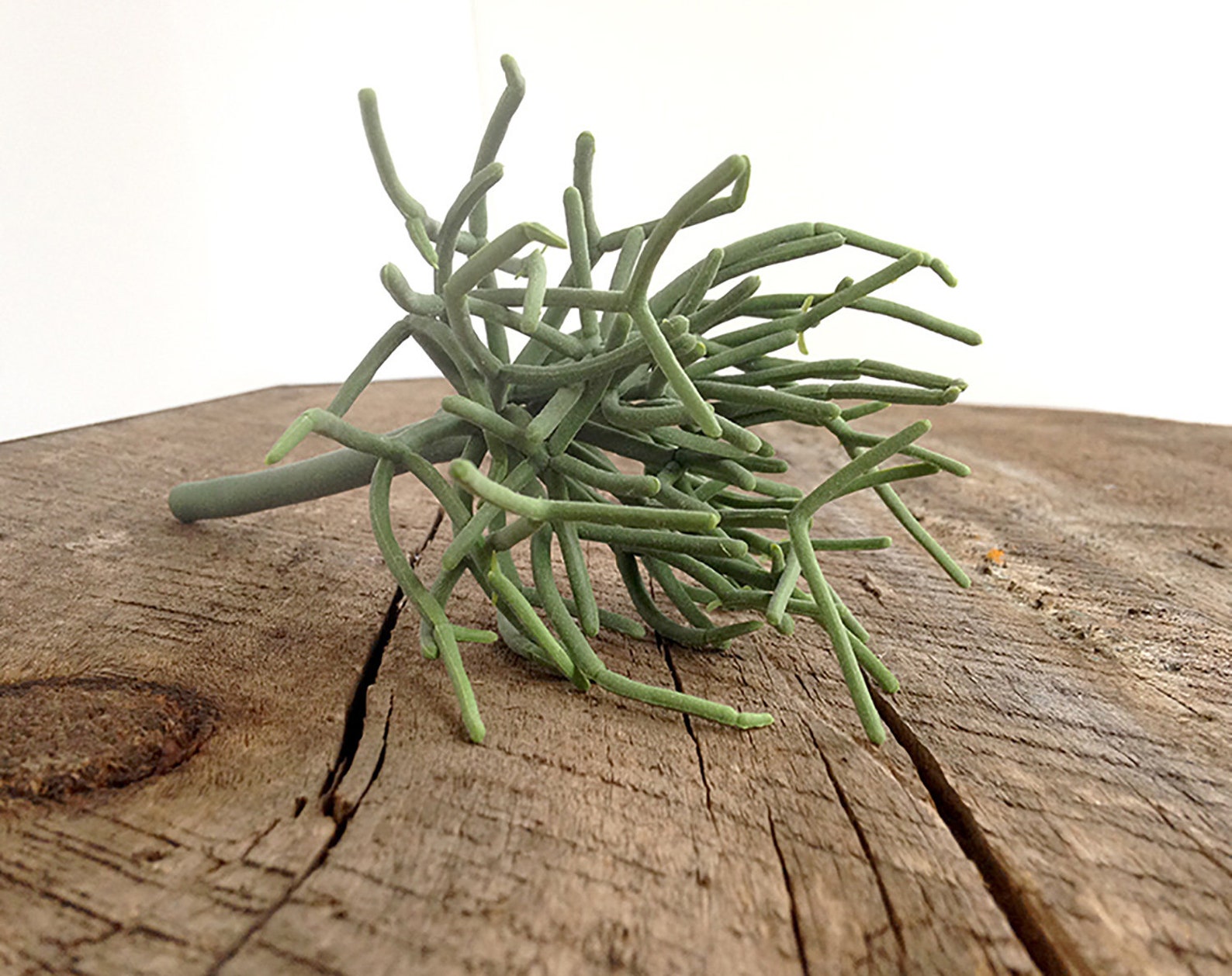 Faux Fire Stick Pencil Cactus Artificial Plant Faux - Etsy