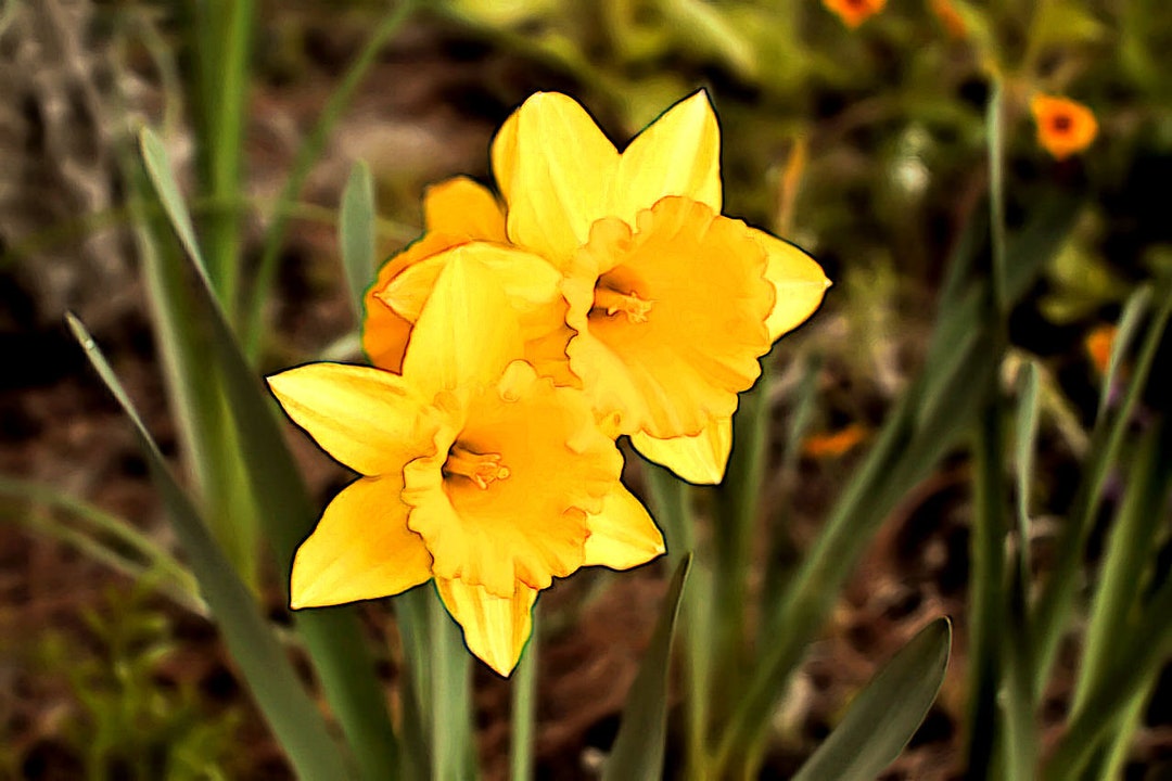 Dance of the Daffodils™ Perfume Oil — Spring Fragrance — Daffodil ...