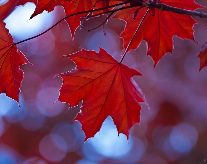Red Maple - Nature Art Photograph - Etsy Canada