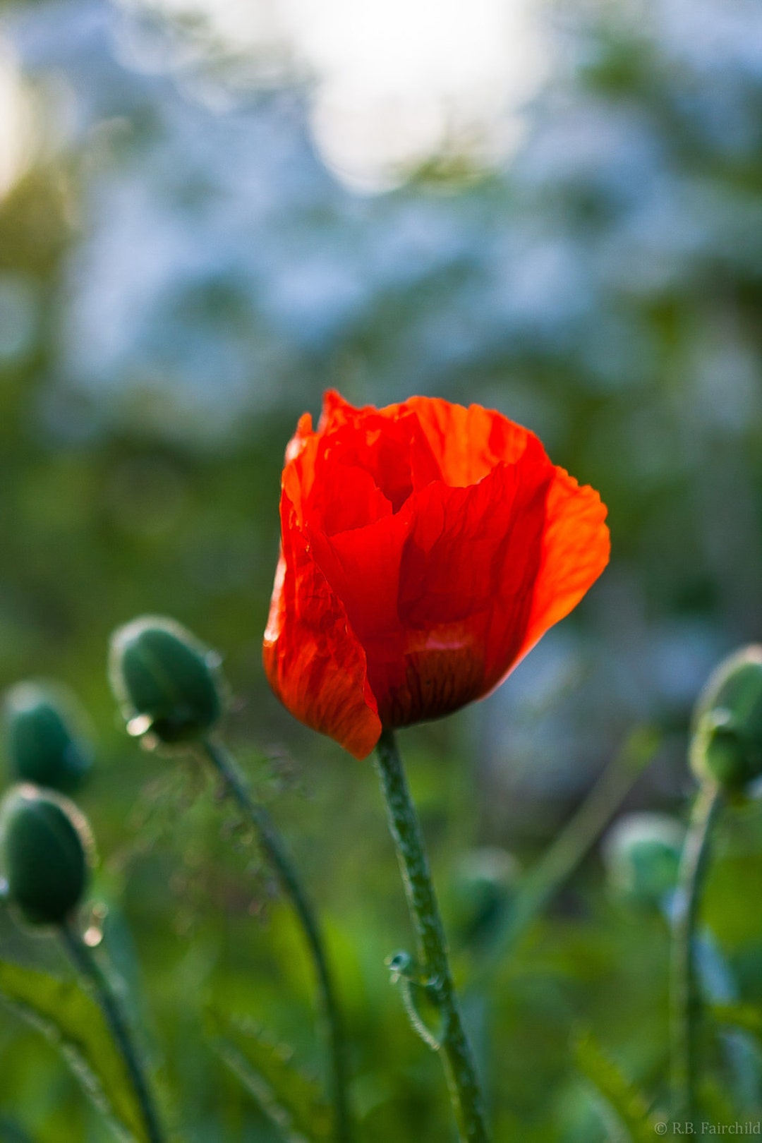 8x12 Macro Photo Print: Glowing Poppy - Etsy
