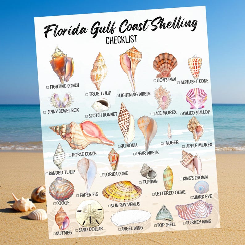 Florida Gulf Coast Shelling Checklist: Illustrated Shell Guide (PDF ...