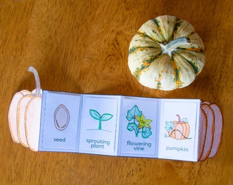 Life Cycle of a Spider Foldable Kids' Craft A4 and - Etsy Canada