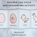 Chicken Life Cycle Activity - Educational Printable, Spring, Accordion ...