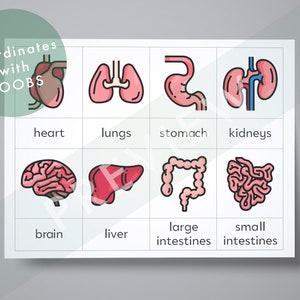 Human Organs Identification 3 Part Cards - Toob Cards, Instant ...