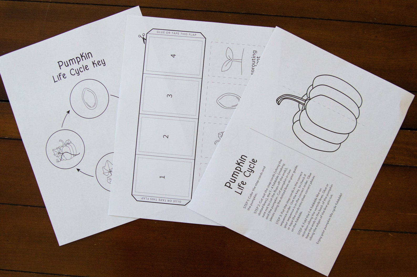 Pumpkin Life Cycle Activity - Educational Thanksgiving Printable ...