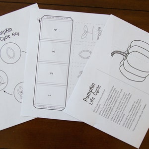 Pumpkin Life Cycle Activity - Educational Thanksgiving Printable ...