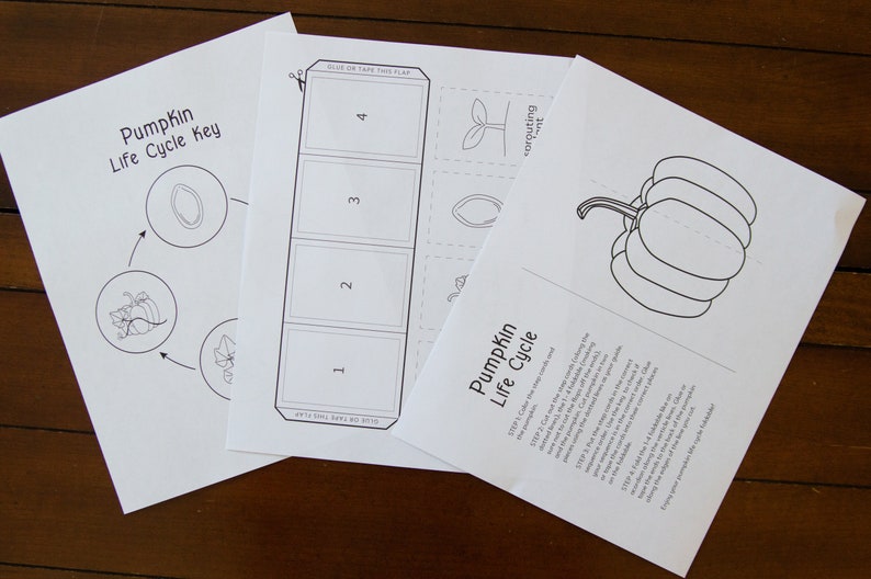 Pumpkin Life Cycle Activity - Educational Thanksgiving Printable ...