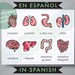Spanish Human Organs Identification Toob Cards • En Espanol • Instant ...