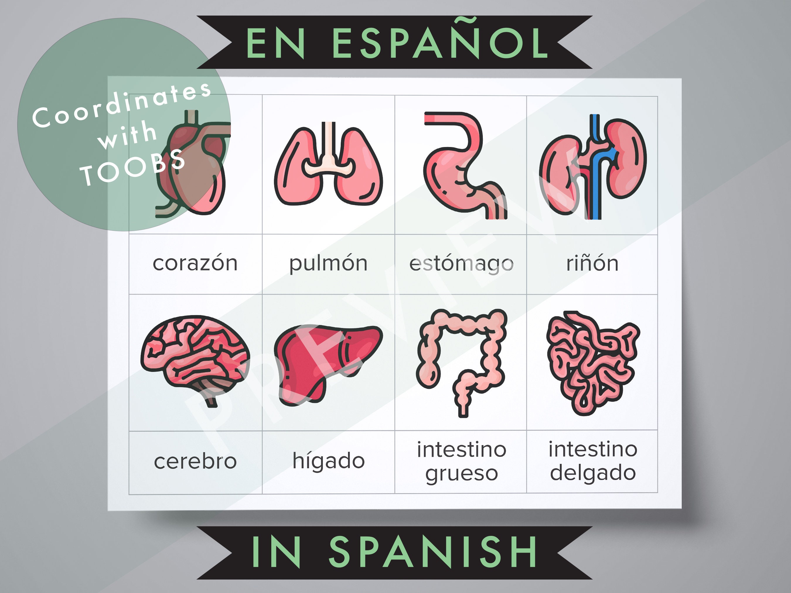 Spanish Human Organs Identification Toob Cards • En Espanol • Instant ...